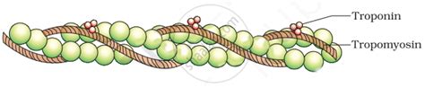 Label The Different Components Of Actin Filament In The Diagram Given