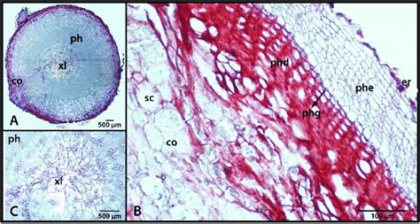 Root Sections Of Grammosciadium Daucoides A General View B