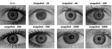 Samples Presenting Original Training Data And Synthetic Iris Images In Download Scientific