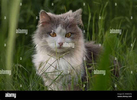 Plants To Grow For Cats Safe Garden Environment For Cats To Play And