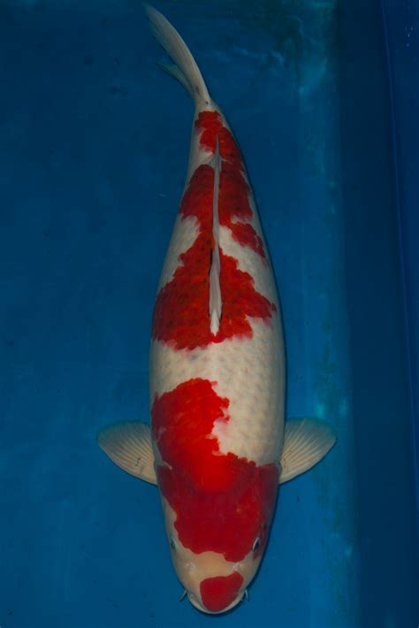 Kohaku Goromo Grand Koi LLC