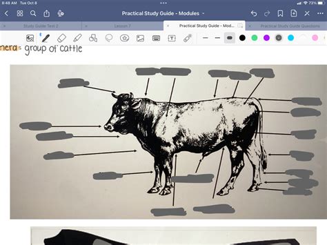 Cattle Anatomy Diagram Quizlet