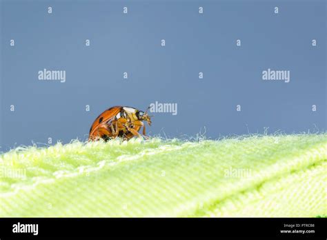 Macro Close Up Of Wild Uk Ladybird Ladybug Viewed From Underneath