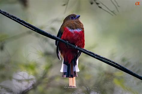 Red Headed Trogon Harpactes Erythrocephalus Nur Ismail Photography