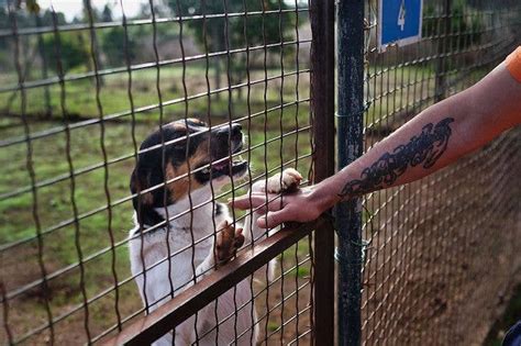 Guilty Pupper Getting Detained By Police Turns Into Hilarious Meme