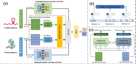 Figure 1 From Predicting Lncrna Protein Interactions Through Global And Local Features Based On