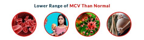 Mcv Test Its Symptoms Causes Treatment And Cost In Delhi