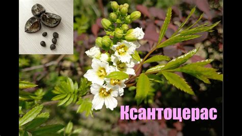 Ксантоцерас рябинолистный, Чекалкин орех. Посев семян | Xanthoceras ...