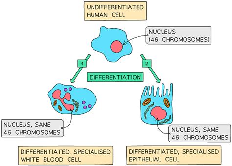 Cell Specialisation And Differentiation Biology For Grade 10 Pdf Download