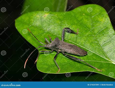 Leaf Footed Bug Acanthocephala Terminalis On An Oak Leaf At Night