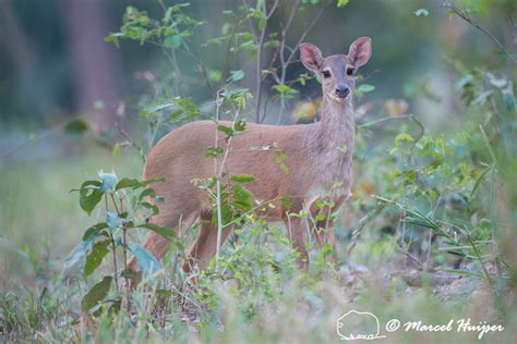 Marcel Huijser Photography Red Brocket Mazama Americana Rio Negro