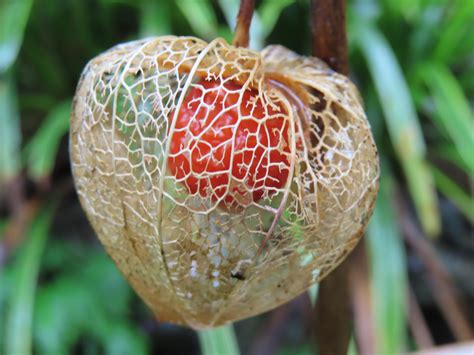 この庭の鬼灯 日常のつぶやき～この庭と草木 Bloguru