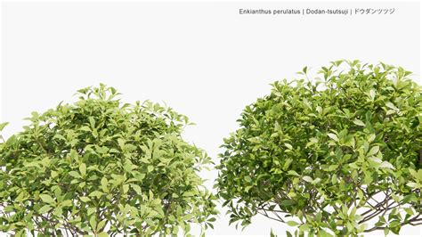 Low Poly Enkianthus Perulatus Dodan Tsutsuji 3d Model Globeplants