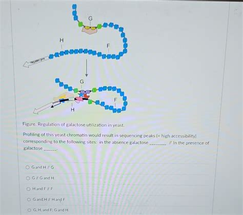 Solved Figure Regulation Of Galactose Utilization In