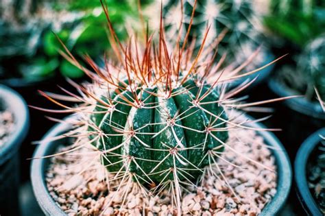 Cactus Adaptations How Are Cacti Adapted To The Desert Smart