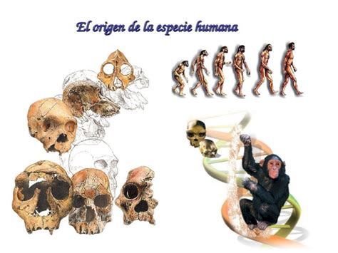 Ppt El Origen De La Especie Humana Pdfslidenet