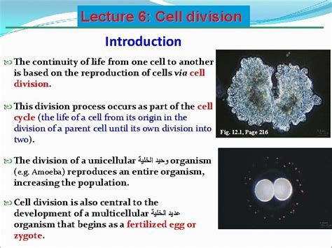 Lecture 6 Cell Division Introduction The Continuity Of
