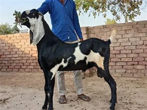 Beetal Male Goat Meat At Rs 300kg In Nagaur Id 23712858255
