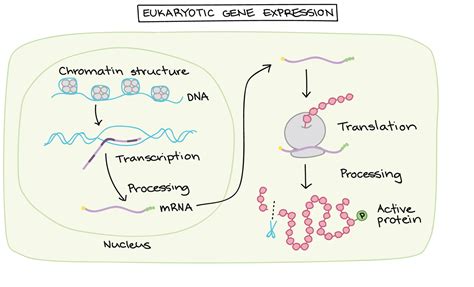 Mutation Diagram Labeled