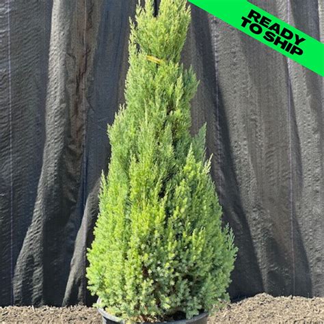Blue Point Juniper For Sale Online Gardens Of The World