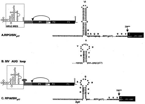 Construction Of Recombinant Ires Expression Vectors Both Vector Types
