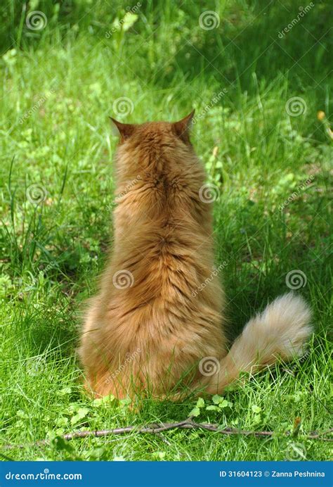 Cat Back Stock Image Image Of Back Hunter Darling 31604123