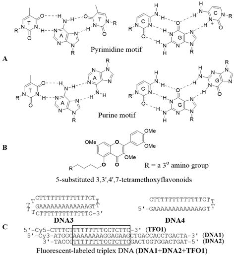 5 Substituted Flavones—another Class Of Potent Triplex Dna Specific