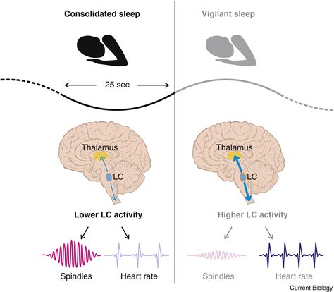 Noradrenaline Sleep On It Current Biology