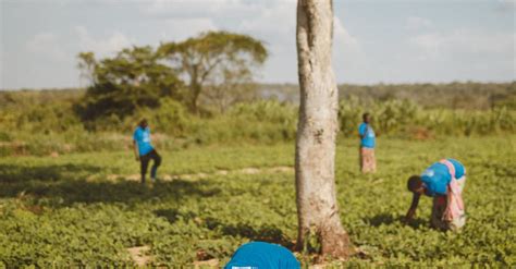 경치 계절의 변화 구름 기후 나무 노동 노동자 녹색 녹지 농경지 농업 농업 공구 농업 기술 농업 생활 농장 농장 일 농촌의 덤불 들판 땅