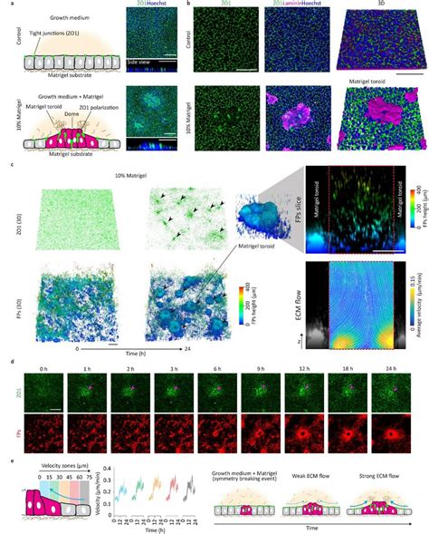 concomitant morphogenesis and ecm flow dynamics a side and top view