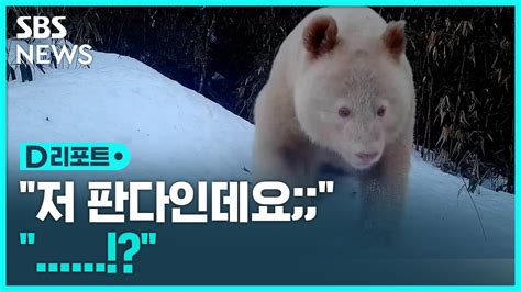 이것은 마치 북극곰 …희귀종 흰색 대왕 판다 Sbs D리포트 Youtube