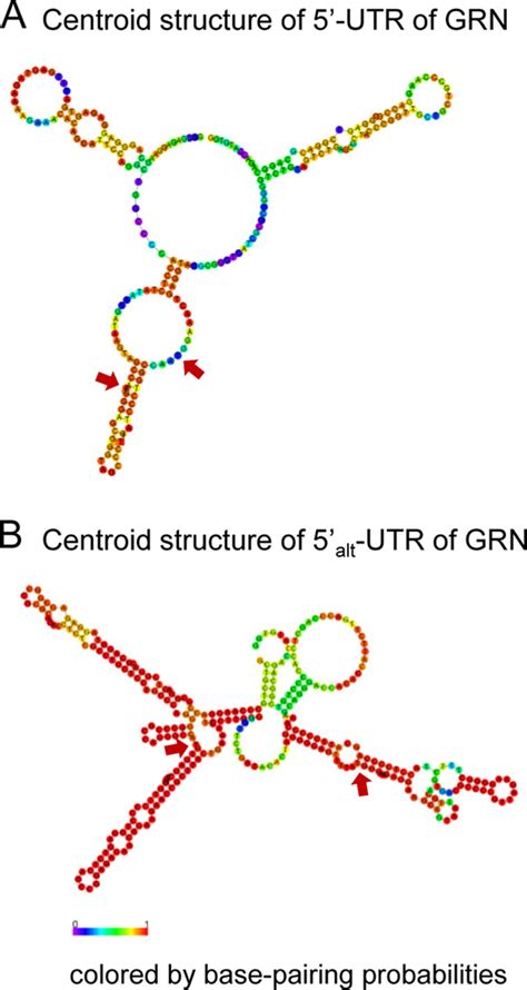 Predicted Secondary Structure Of The Grn 5 1 219 Utr A And The 5 Alt