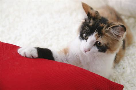 无人摸横图俯视室内特写白天靠垫宠物猫纺织品抚摸装饰毛毯毯子靠枕注视纺织一只红色白色动物垫子枕头