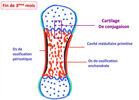 Histoooo Ue2 Histologie Tutorat Associatif Toulousain