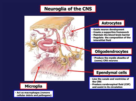 Neuroglia Glia Cells Astrocyts Oligodendrocytes
