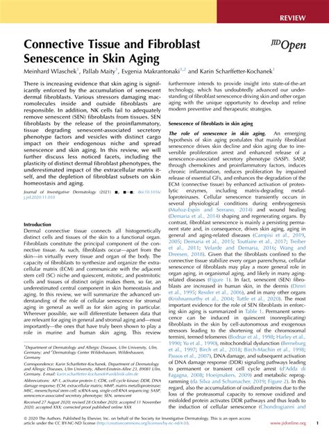 Pdf Connective Tissue And Fibroblast Senescence In Skin Aging