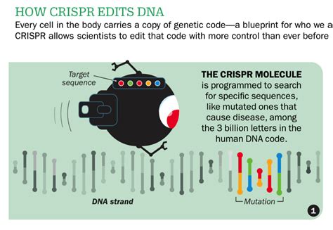 Crispr Explained Molecules Scientist Blueprints