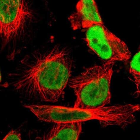 Ilf2 Polyclonal Antibody Invitrogen 100 μl Unconjugatedantibodies