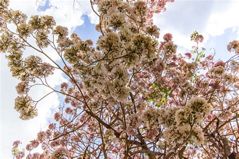 장미빛 트럼펫 나무 하 고 꽃입니다 Tabebuia 꽃 또는 핑크 Poui 호출할 수 있습니다 꽃은 분홍색 보라색 그리고 나무는