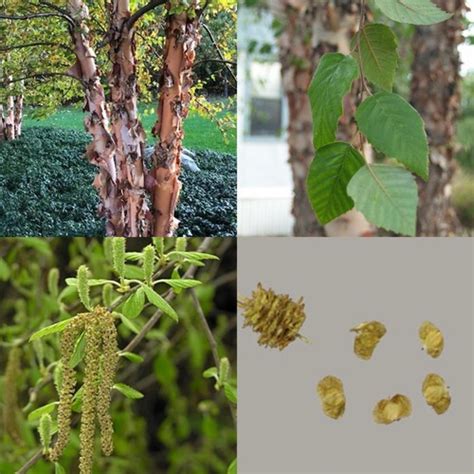 Dendrology Quiz 1 Id Flashcards Quizlet