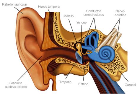 El Sistema Vestibular El Centro Del Equilibrio Postural Crefid