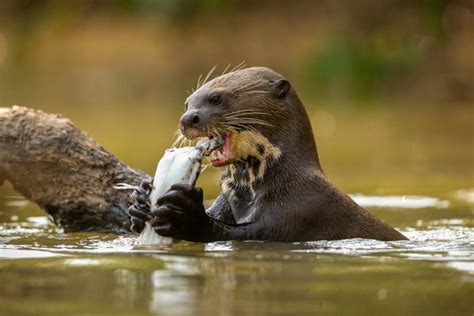 Animais Do Pantanal Lista Espécies Quantidade Brasil Escola