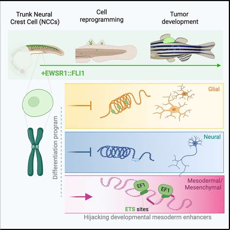 Origin Of Ewing Sarcoma By Embryonic Reprogramming Of Neural Crest To