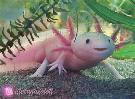 413 Me Gusta 6 Comentarios Stefan The Axolotl From Sweden