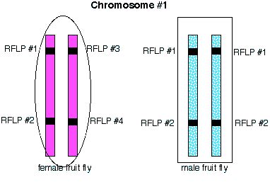 RFLP Method