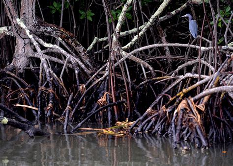 Asentamientos Humanos Reducen Manglares En Tabasco Portal De El