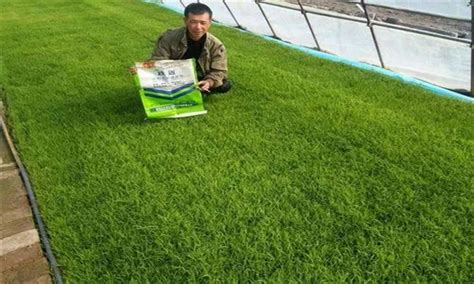 水稻出苗后怎样管水 如何使用壮秧剂、多效唑等 农业百科