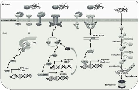 A Simplified Overview Of Er Stress And Unfolded Protein Response