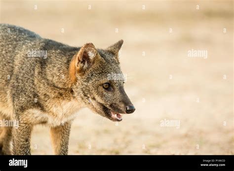 Pantanal Region Mato Grosso Brazil South America Crab Eating Fox At