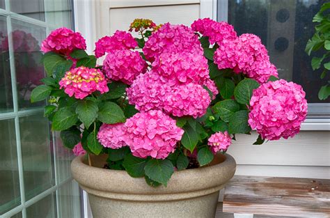Masja Hydrangea By Mschiffm On Deviantart